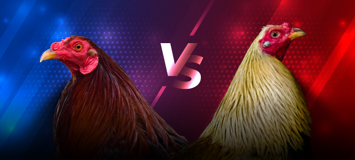 Sabong Grandmaster Cup Odds vs. Local Tournament Odds | Sabong Online Live